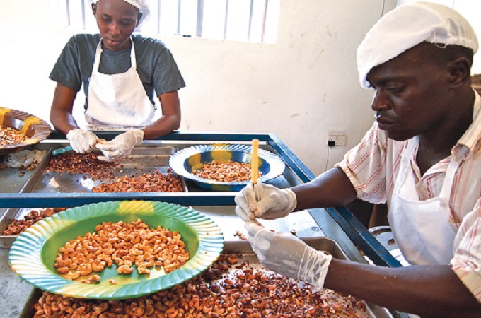 Gambian cashew exporter partners with ‘back-way’ returnees – Kerr Fatou ...
